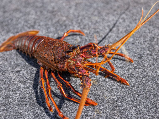 Best Seaside Towns For Mouth-watering Seafood | Australian Traveller