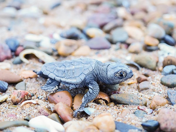 Turtle Sands: Enhancing Mon Repos’ Turtle Experience