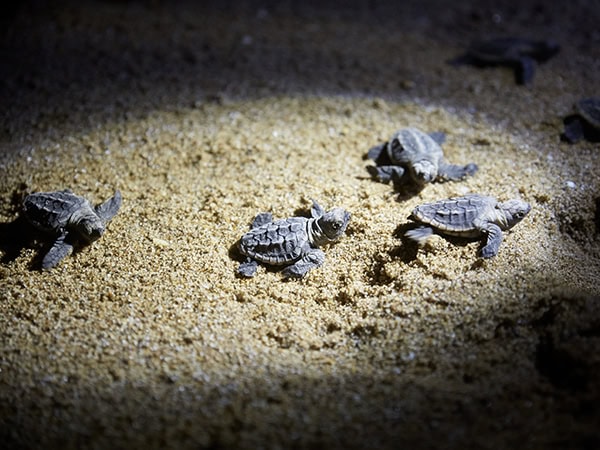 Turtle Sands: Enhancing Mon Repos’ Turtle Experience