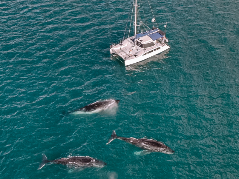 Wake up with humpback whales on a private yacht tour