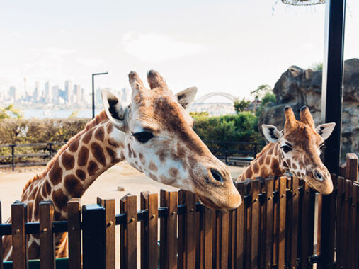 Taronga Zoo Wine Safari gives Roar & Snore a seasonal glow-up