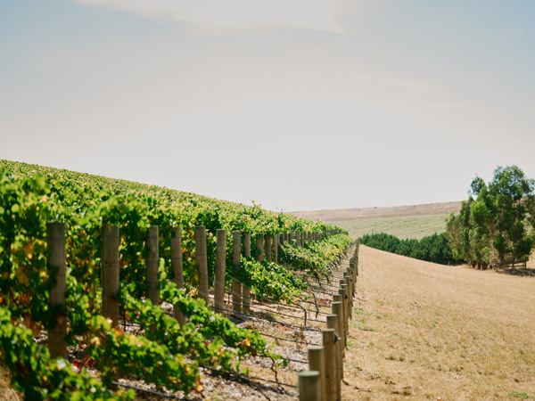 This Victorian vineyard just took out Australia’s winery of the year ...