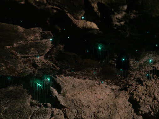 This ancient rainforest hosts one of the largest glow worm colonies