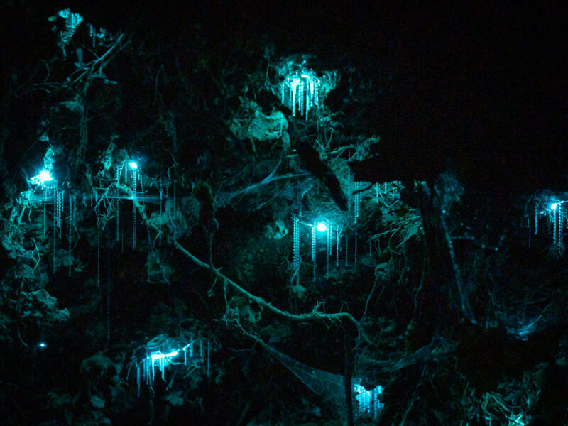 This ancient rainforest hosts one of the largest glow worm colonies